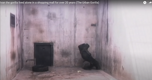 8號出口的猩猩 原文小說The One and Only Ivan 閱讀分享 - Caves Sharing 敦煌書局分享平台